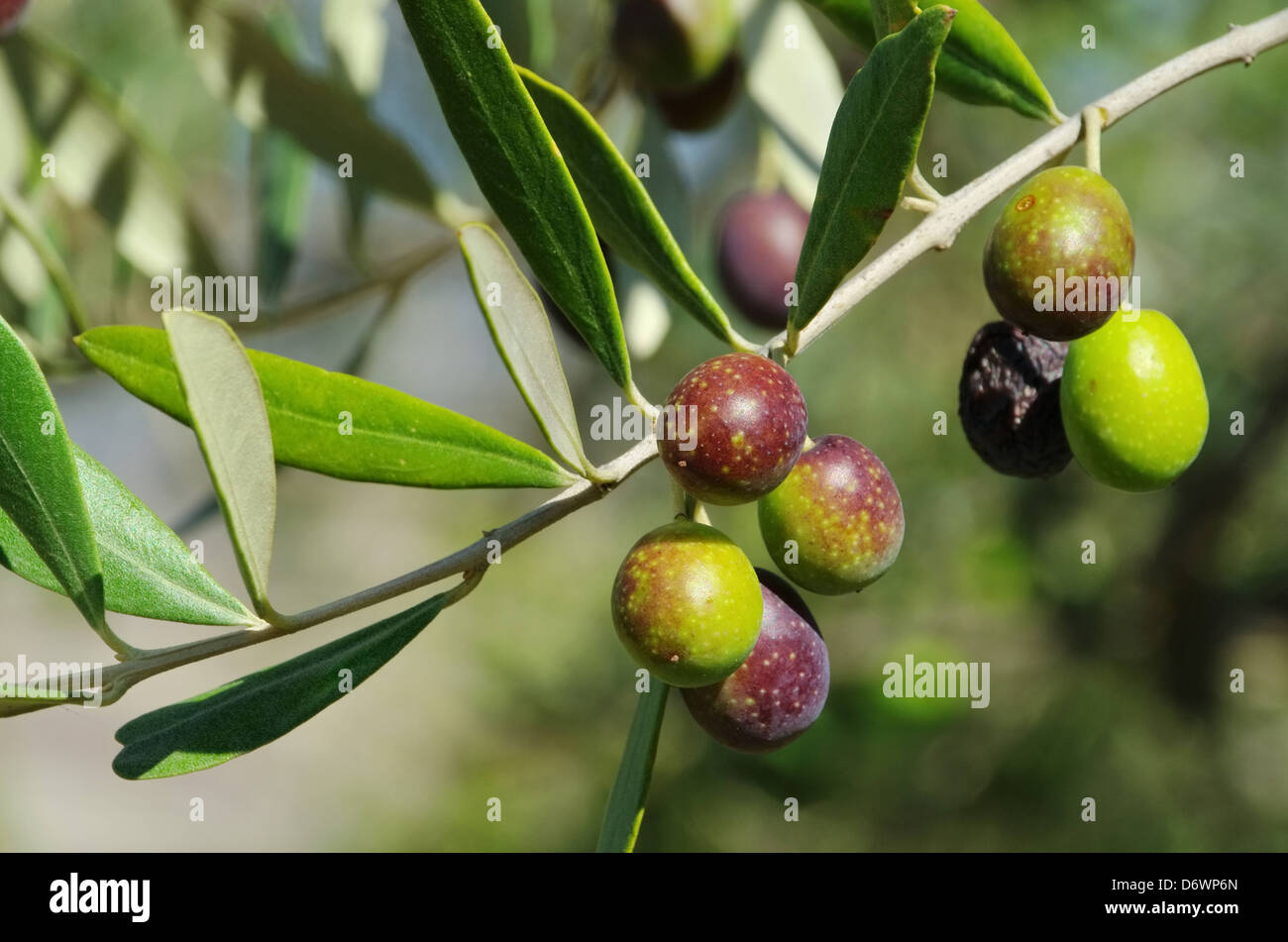 Italien olive hi-res stock photography and images - Alamy