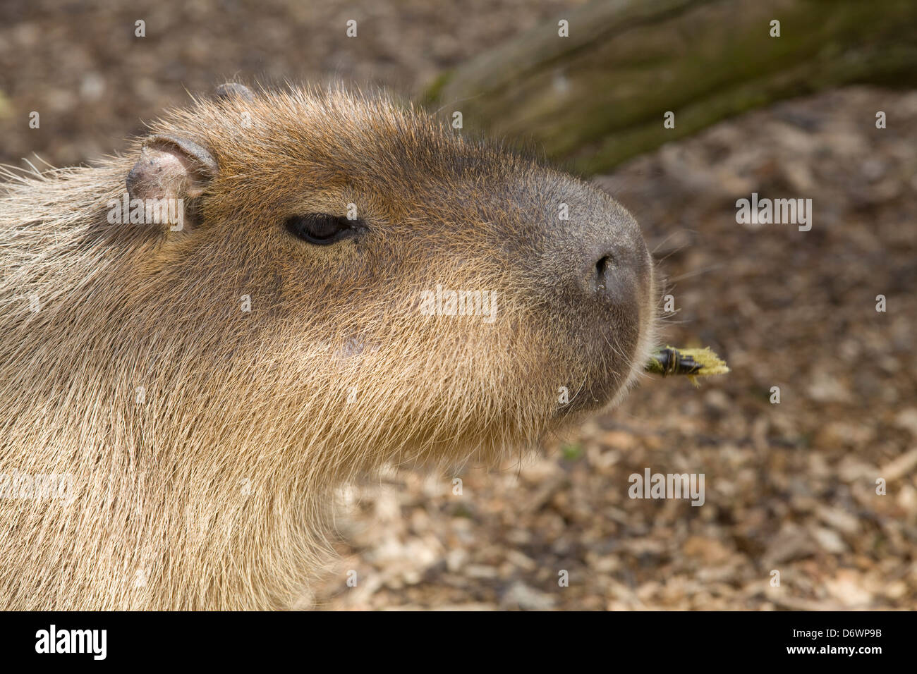 Newborn Capybara