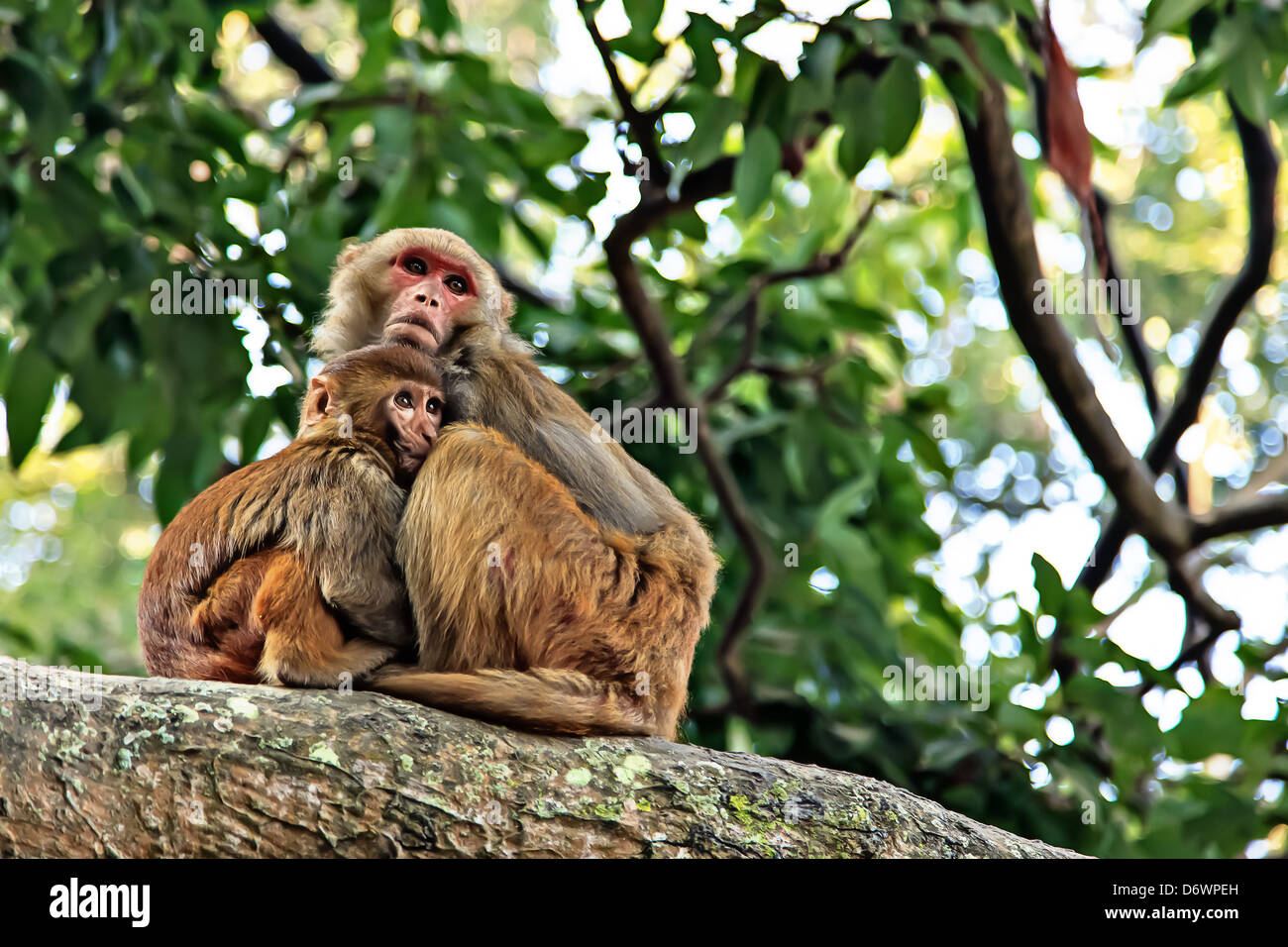Baby monkey hi-res stock photography and images - Alamy