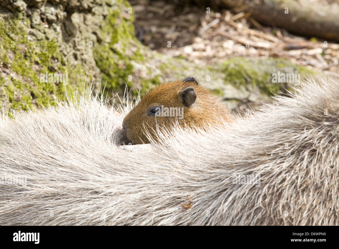 capybara with her young Hydrochoerus hydrochaeris in Captivity Stock ...