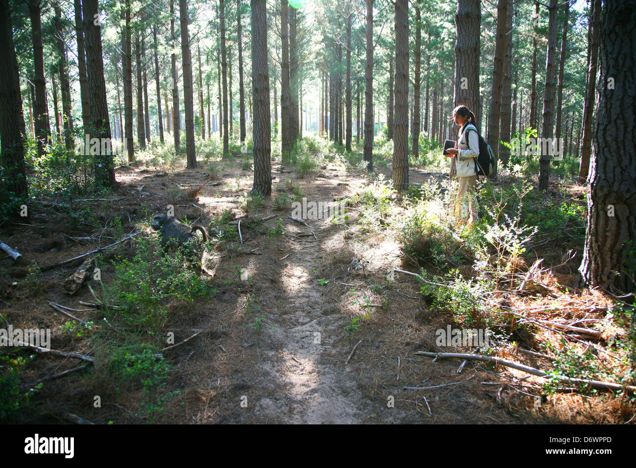Monkey footprint hi-res stock photography and images - Alamy