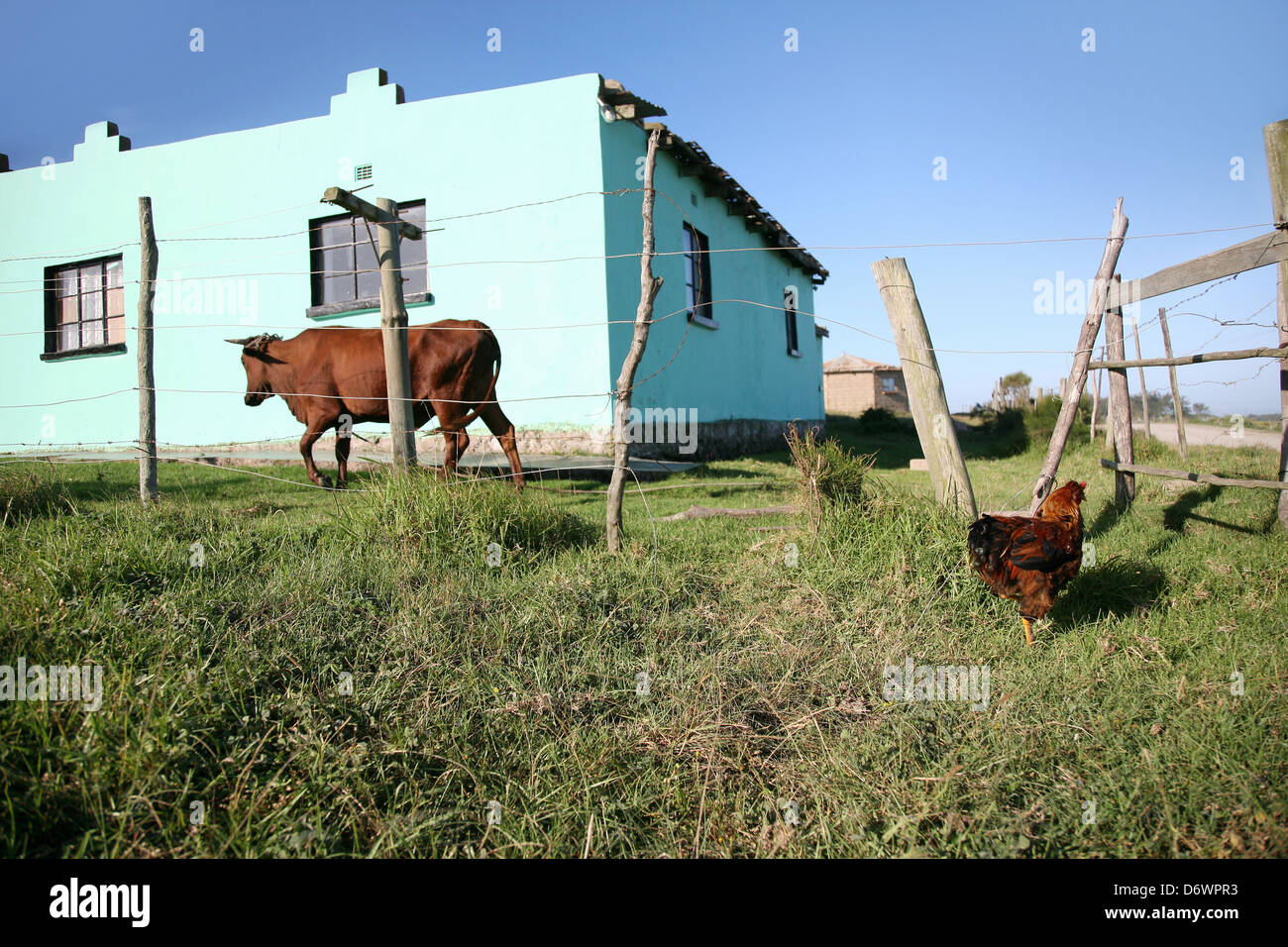 Houses in rural landscape with cows Stock Photo - Alamy