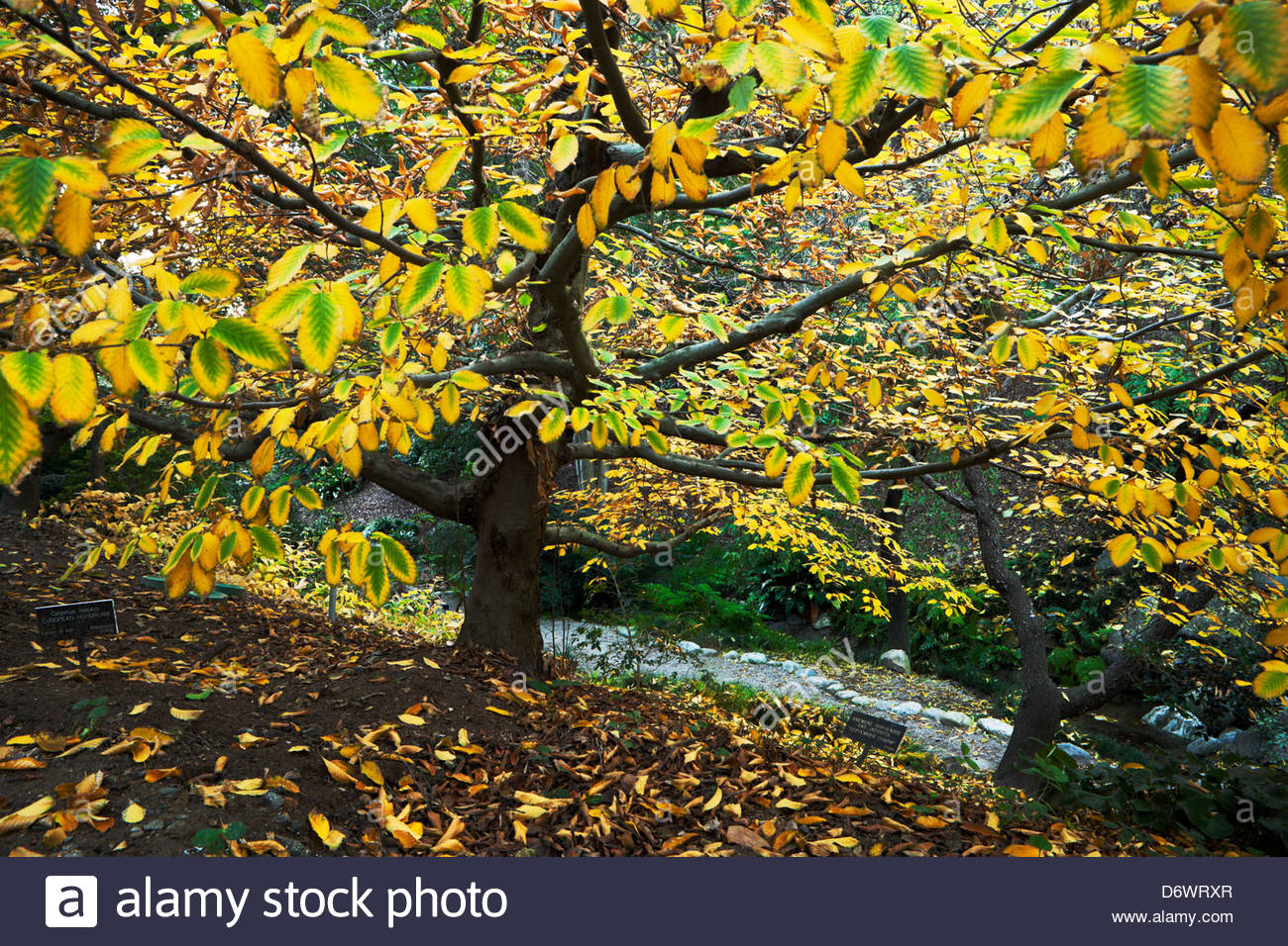 Hornbeam Garden High Resolution Stock Photography and Images - Alamy