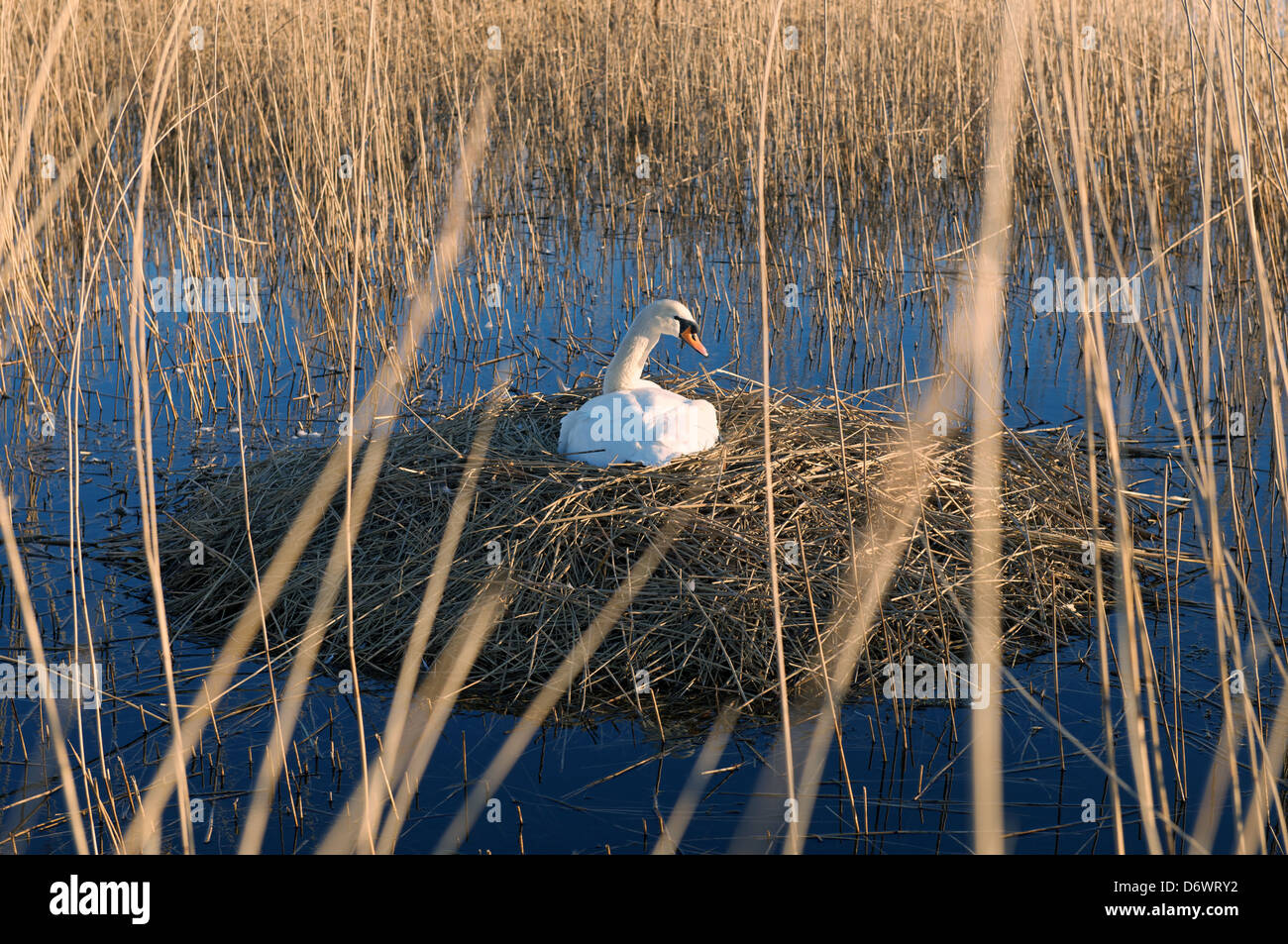 Swan sitting on a nest floating on an irrigation reservoir Stock Photo ...