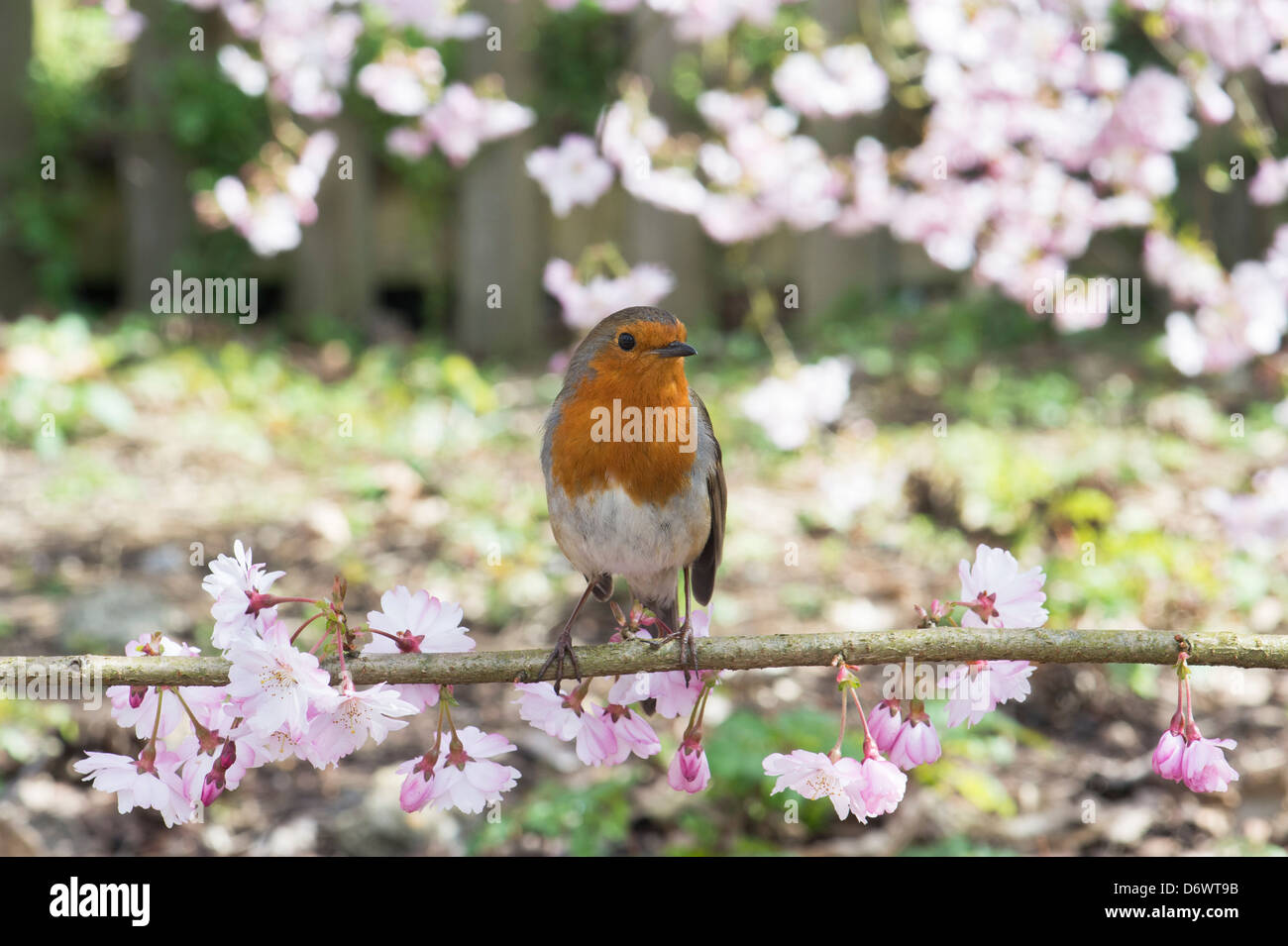 Robin in cherry blossom tree hi-res stock photography and images - Alamy