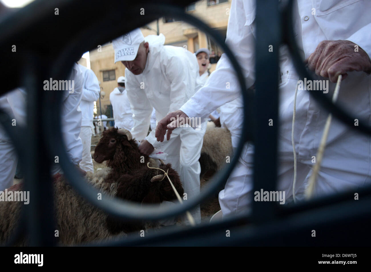 Passover samaritans ceremony sacrifice hi-res stock photography and ...