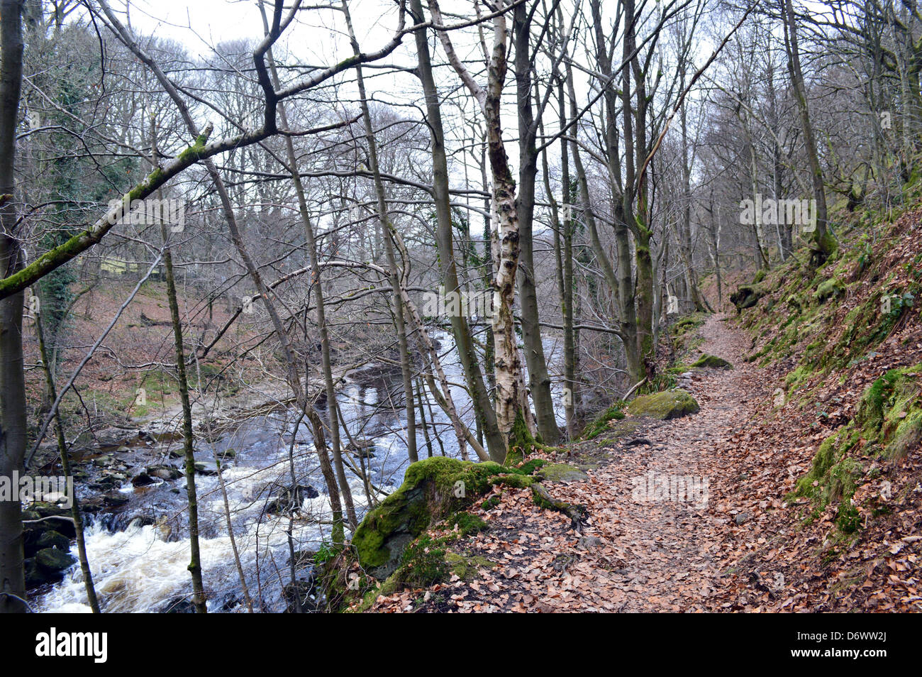 Path through woods next to River Wharfe near Howgill on The Dales Way ...