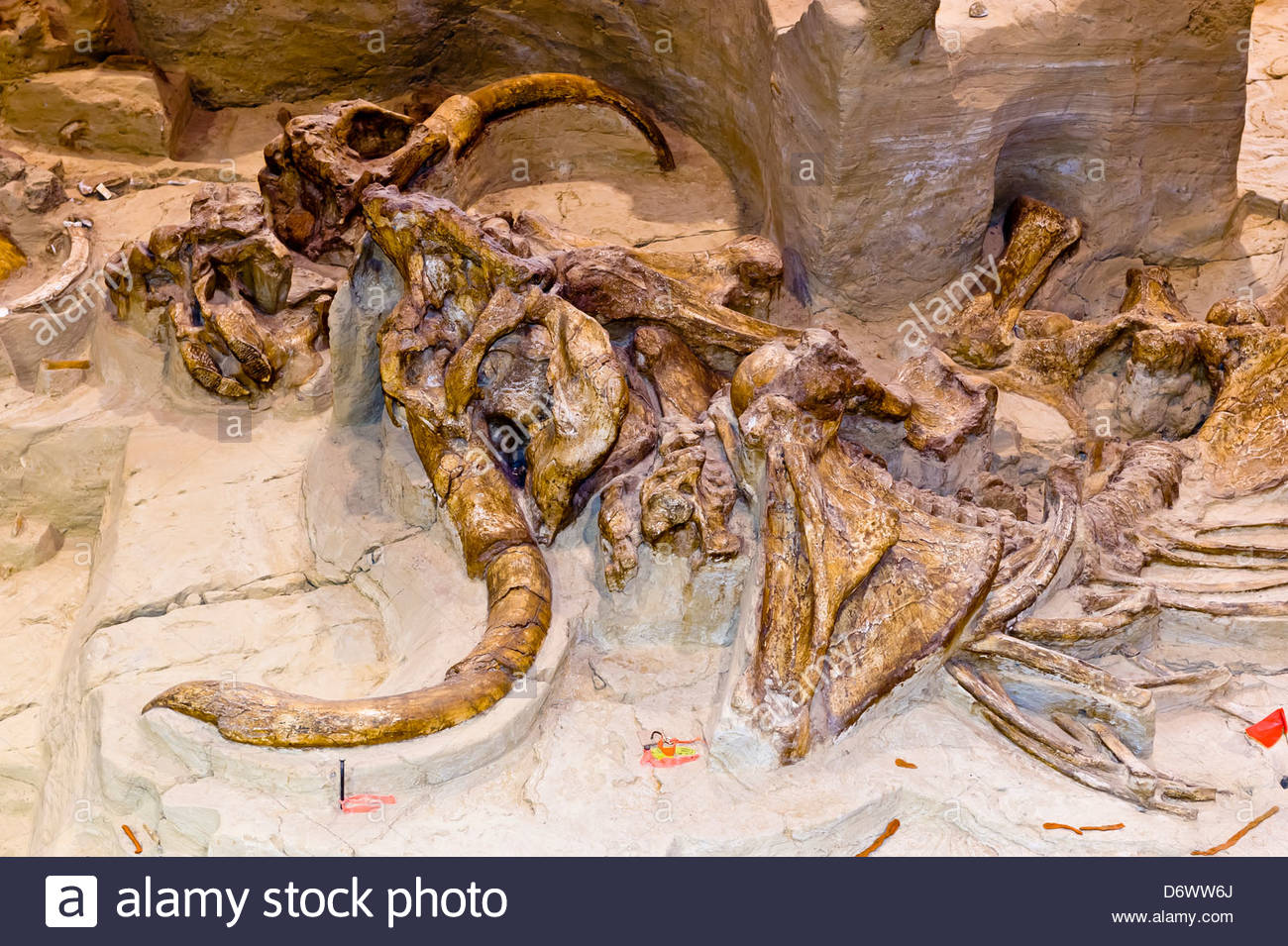Wooly Mammoth Bones Stock Photos & Wooly Mammoth Bones Stock Images - Alamy