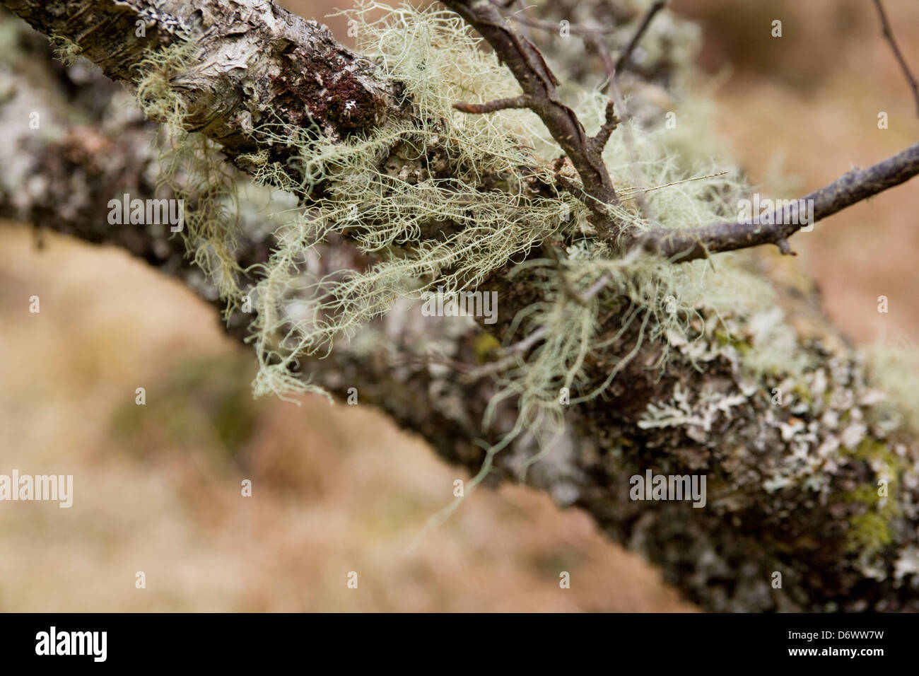Beard lichen (Usnea filipendula) on the branch of a birch tree Stock ...
