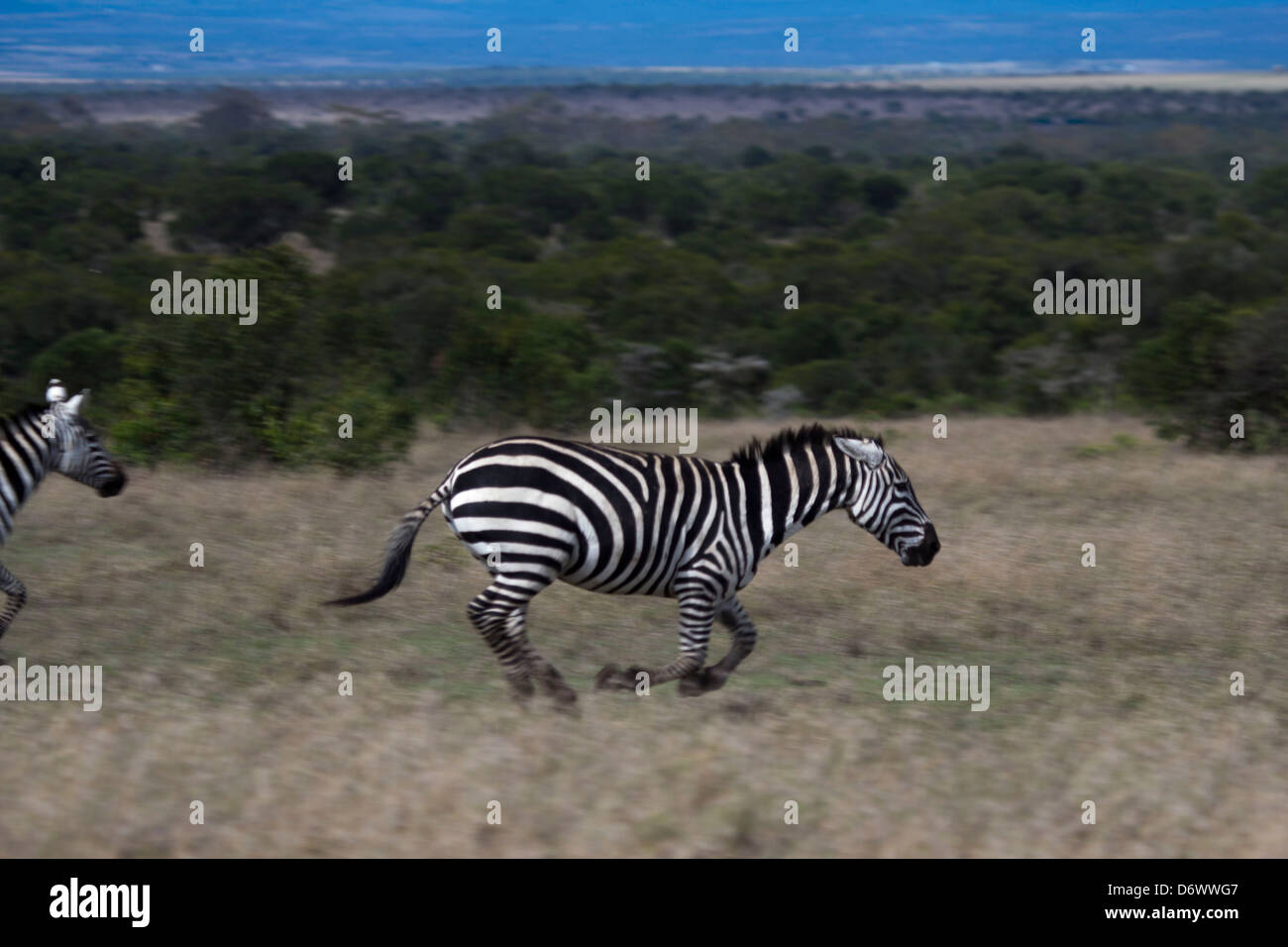 Zebra Running High Resolution Stock Photography and Images - Alamy