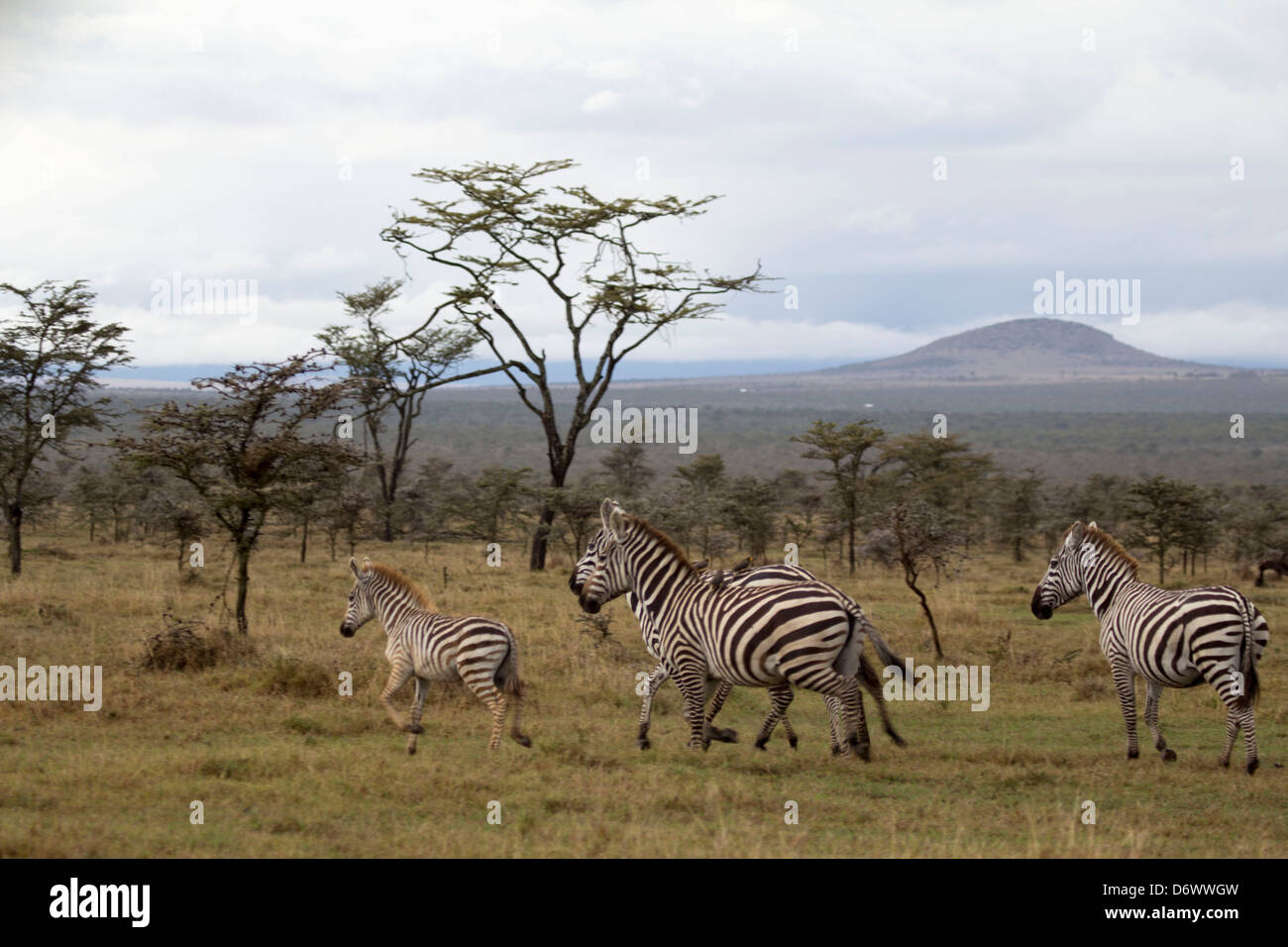 Zebra running hi-res stock photography and images - Alamy
