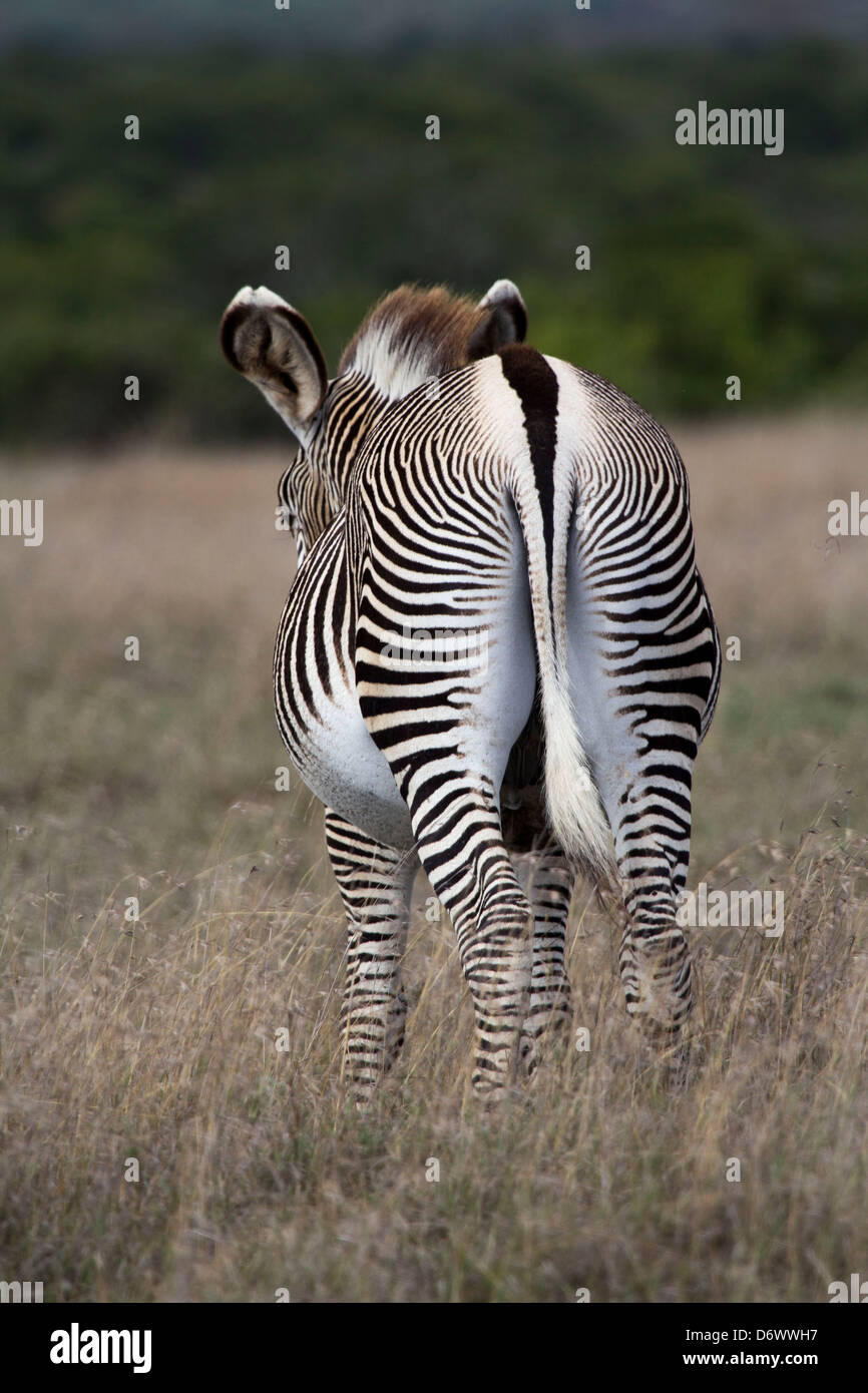 Zebra rear hi-res stock photography and images - Alamy