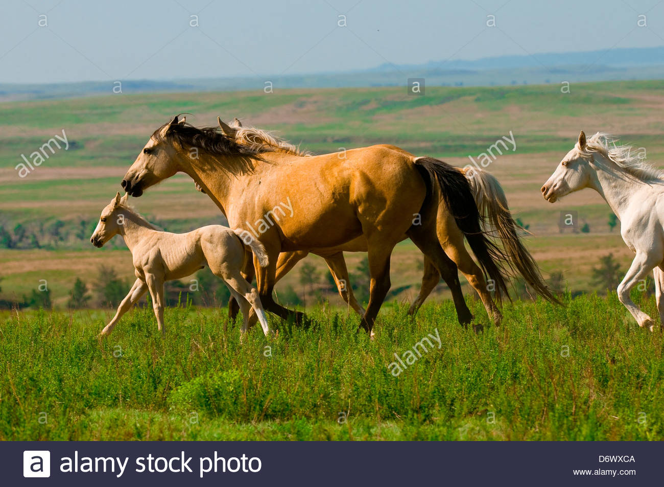 Wild Mustangs Running High Resolution Stock Photography and Images - Alamy