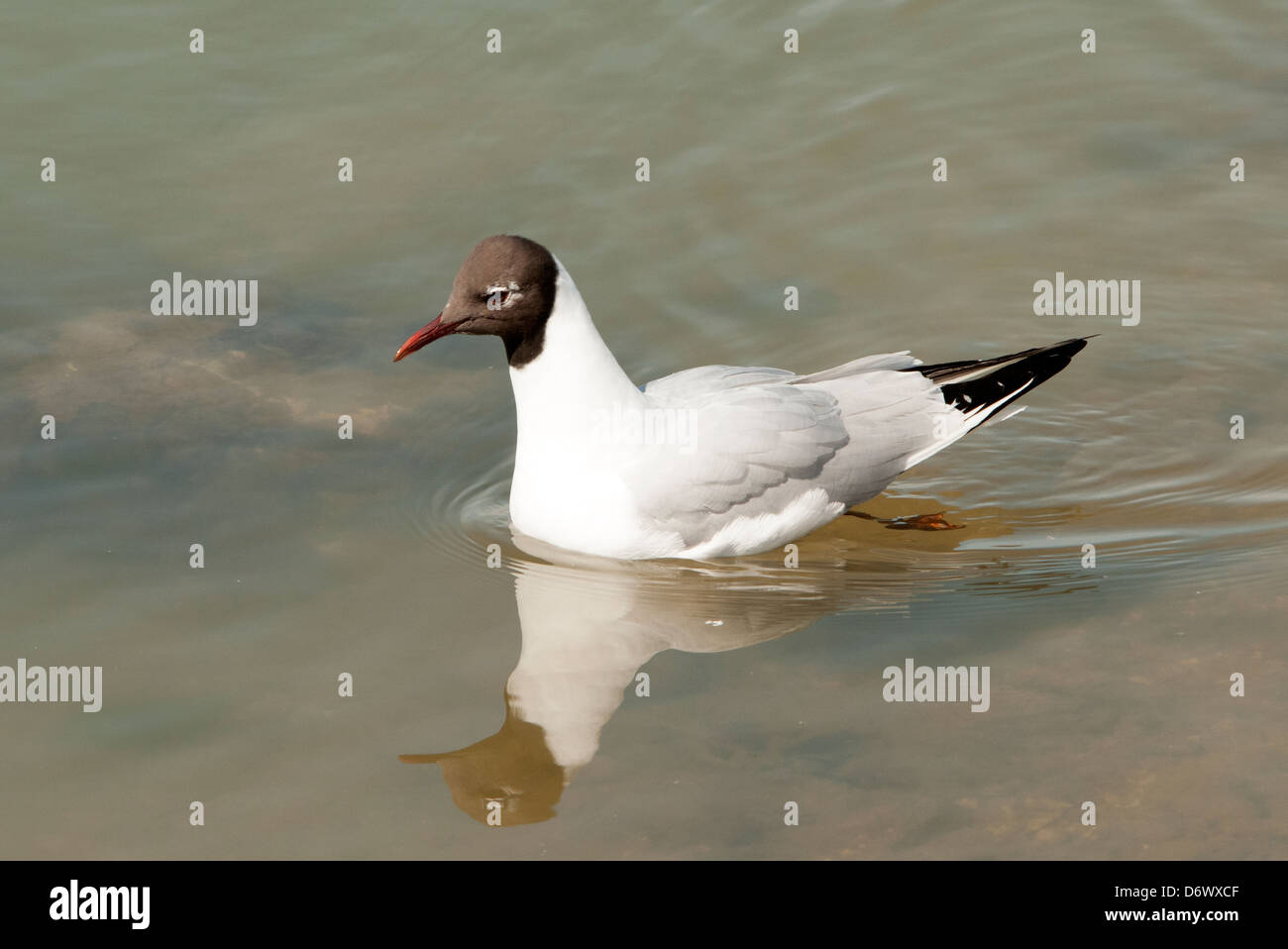 Gull beak black headed uk hi-res stock photography and images - Alamy