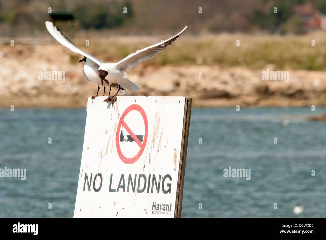 little tern landing on a no landing sign Stock Photo - Alamy