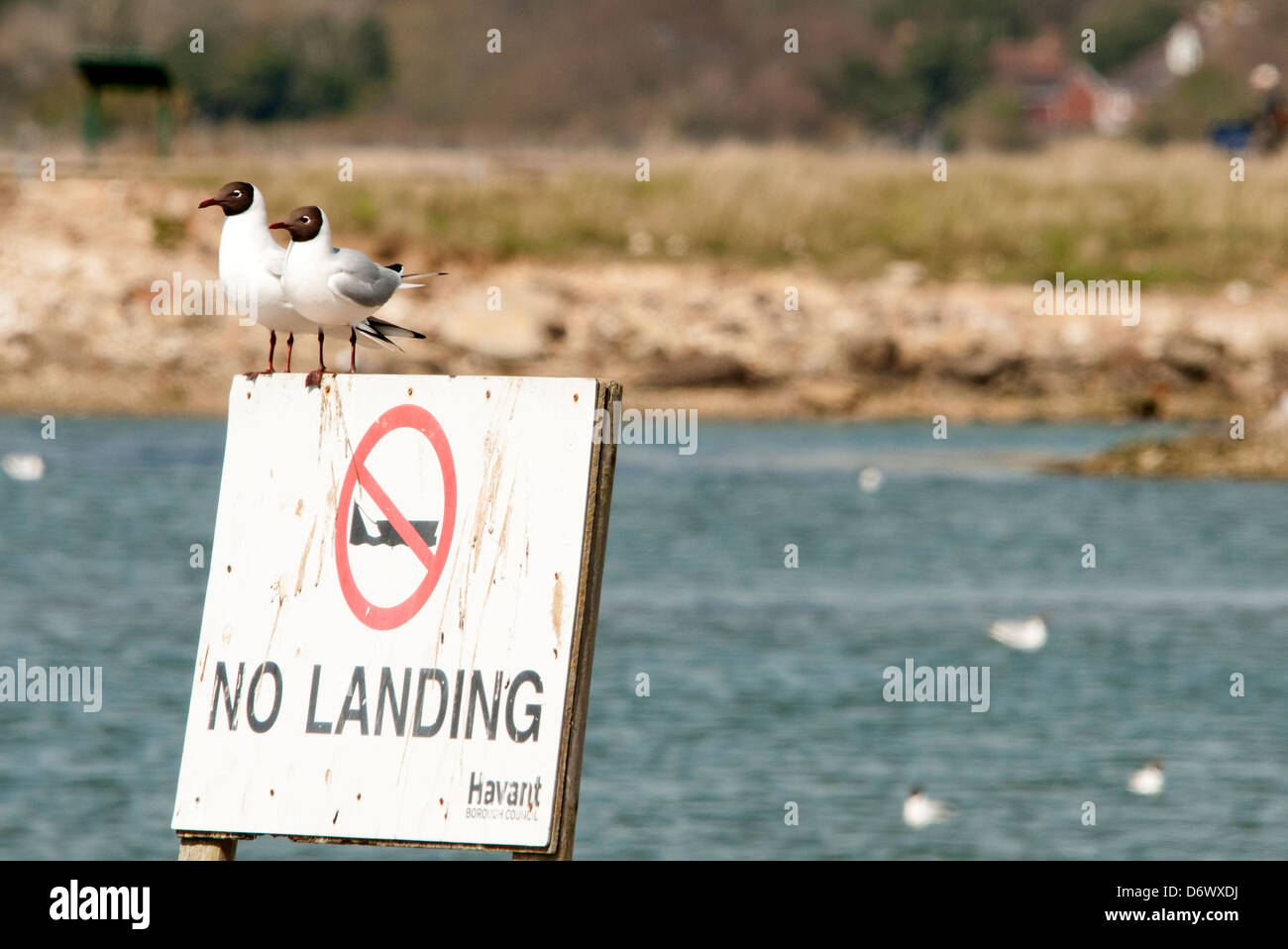 two common black headed gulls sitting on a No Landing sign Langstone ...