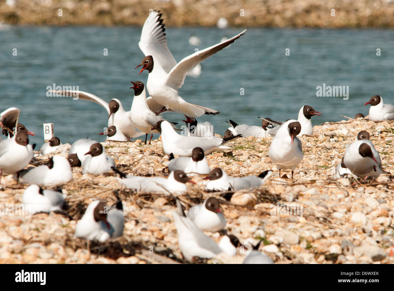 Terns birds hi-res stock photography and images - Alamy