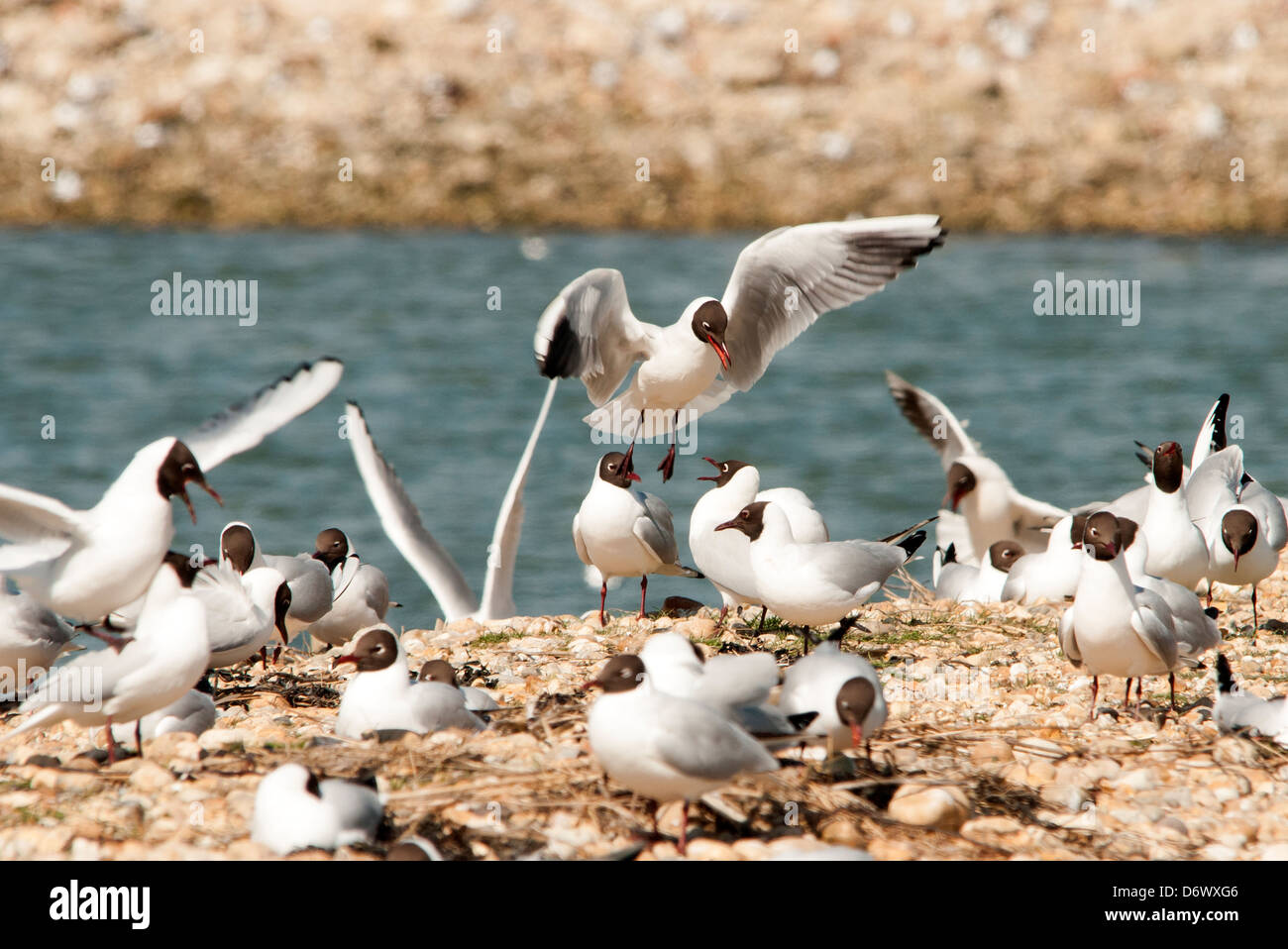 nesting common black headed gull with summer plumage Stock Photo - Alamy