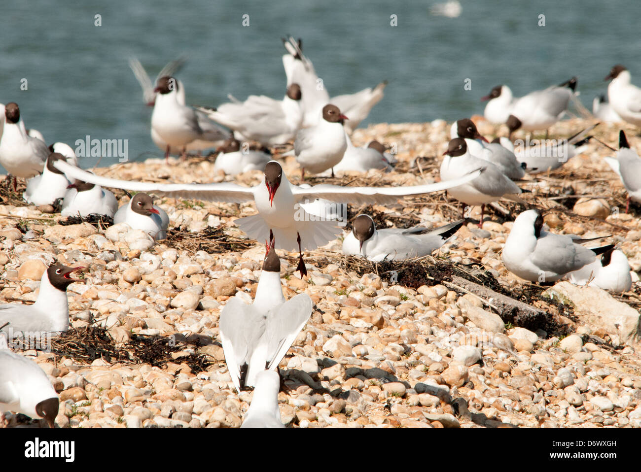 Terns birds hi-res stock photography and images - Alamy