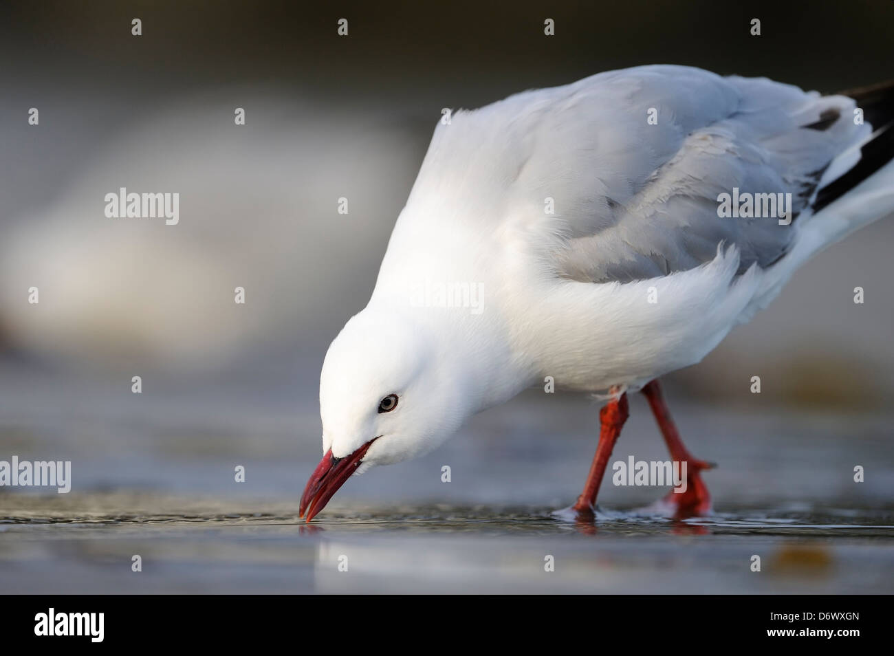 Redbilled gulls hi-res stock photography and images - Alamy