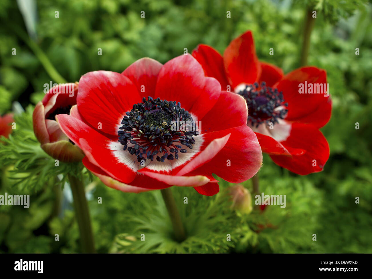 Red spring flowers Stock Photo - Alamy
