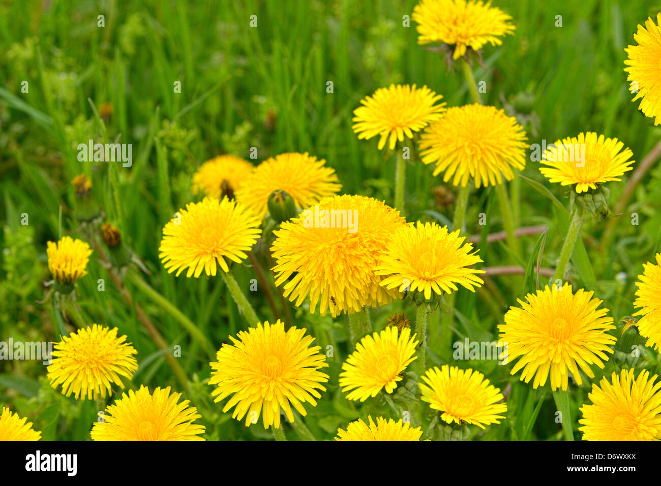 Sunbeams meadow hi-res stock photography and images - Alamy