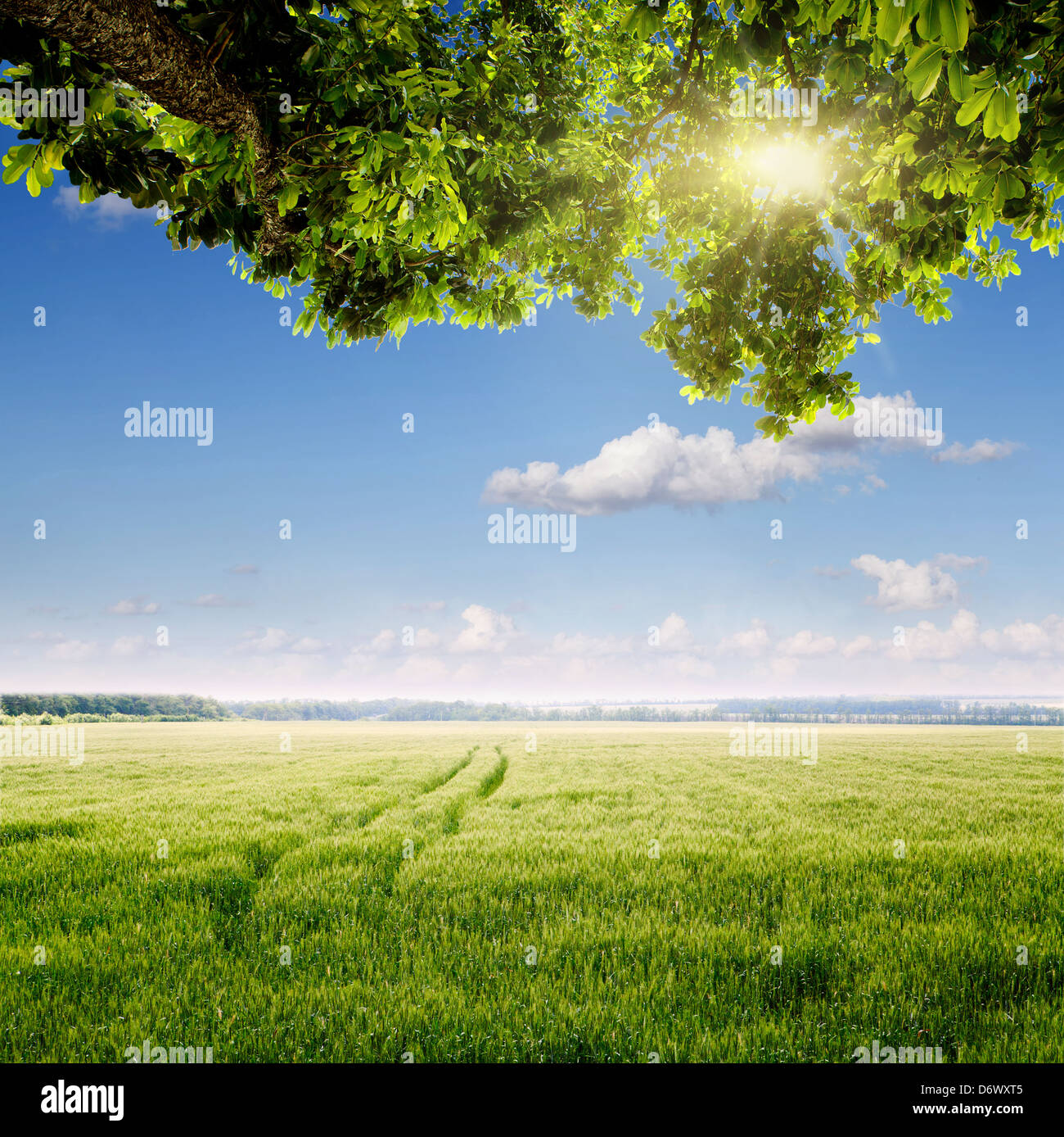 spring field and blue sky Stock Photo - Alamy
