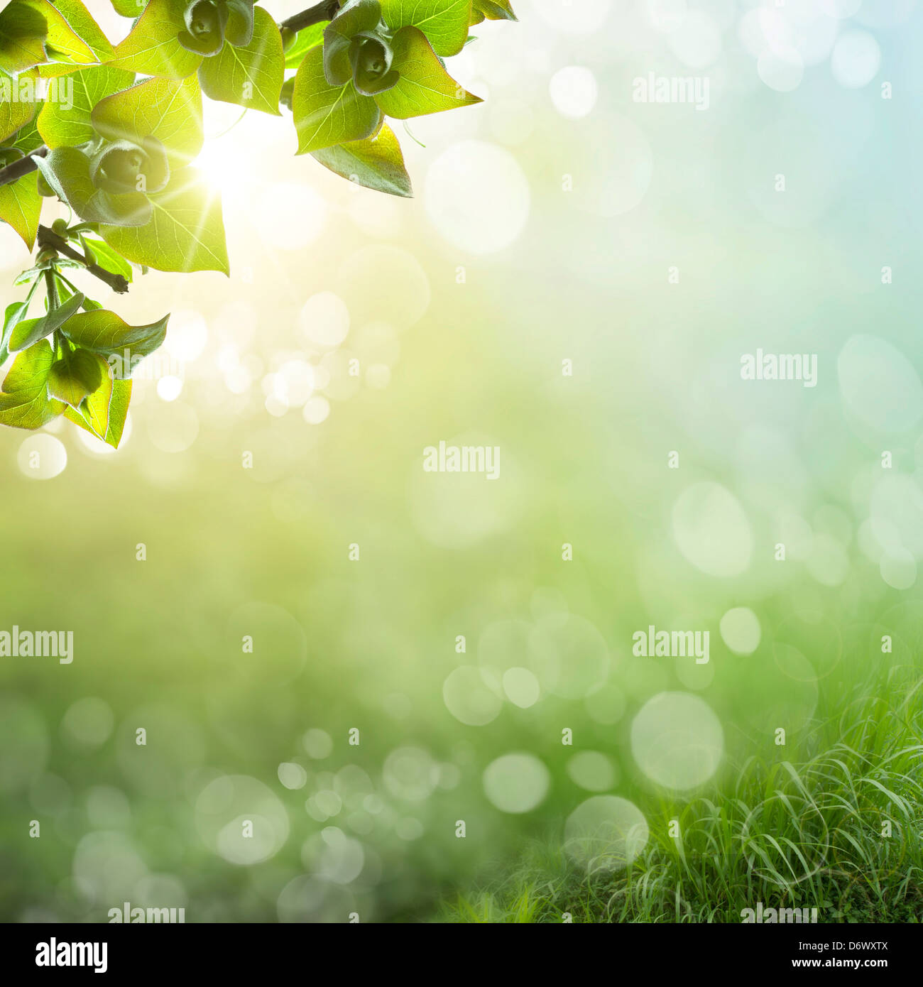 Fresh Spring bokeh background Stock Photo - Alamy
