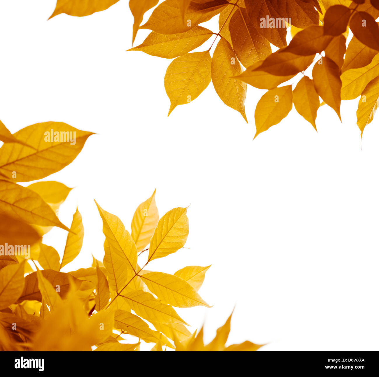 autumn leaves over white background. leaf border with yellow, orange ...