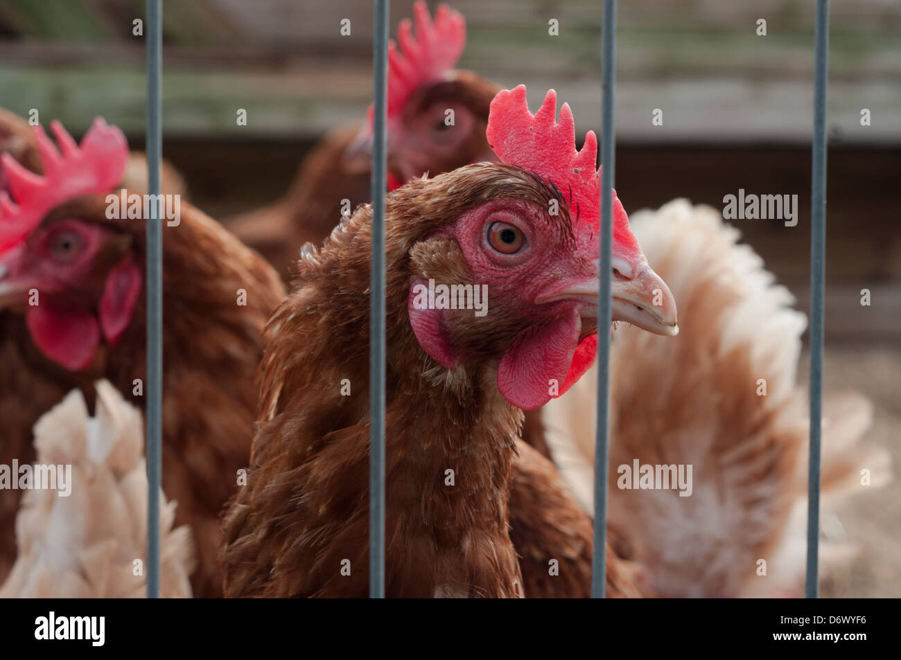 Chicken in a cage Stock Photo - Alamy