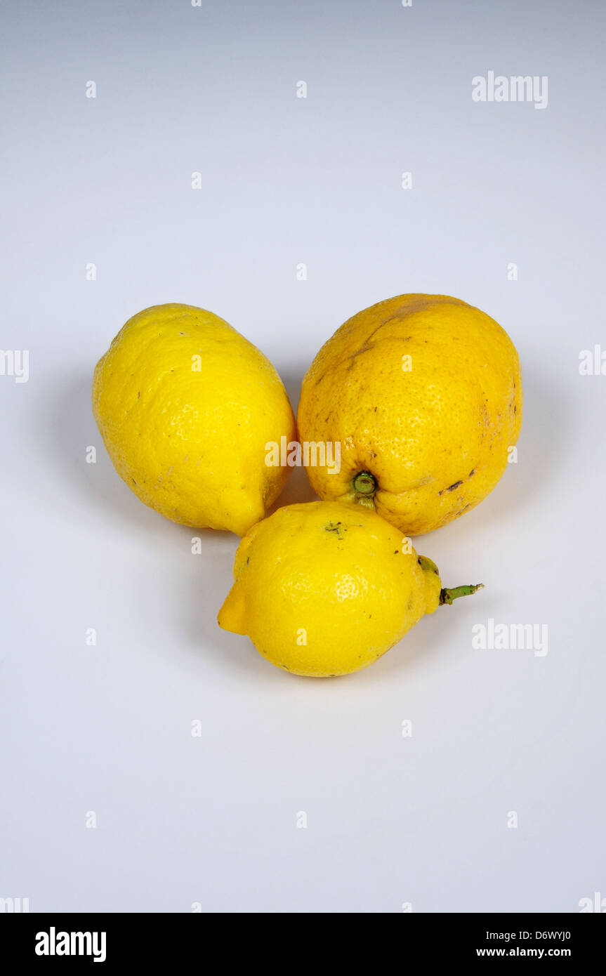 Three lemons against a plain background Stock Photo - Alamy