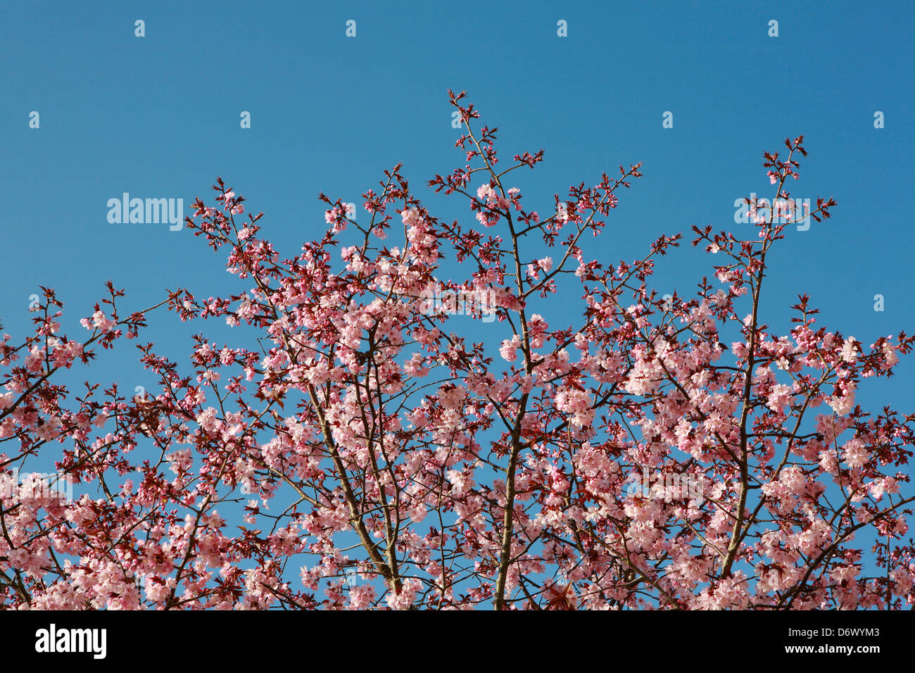 Cherry Blossom tree (Prunus serrulata) in morning spring sunshine Stock ...