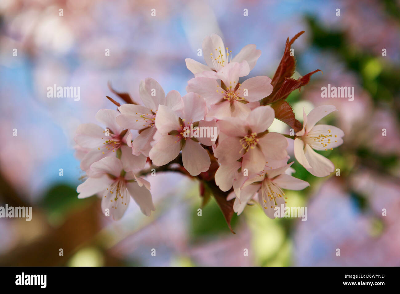Cherry Blossom tree (Prunus serrulata) in morning spring sunshine Stock ...