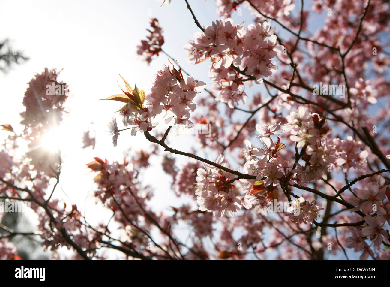 Cherry Blossom tree (Prunus serrulata) in morning spring sunshine Stock ...