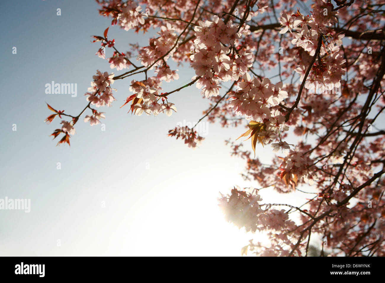 Prunus serrulata leaf hi-res stock photography and images - Alamy