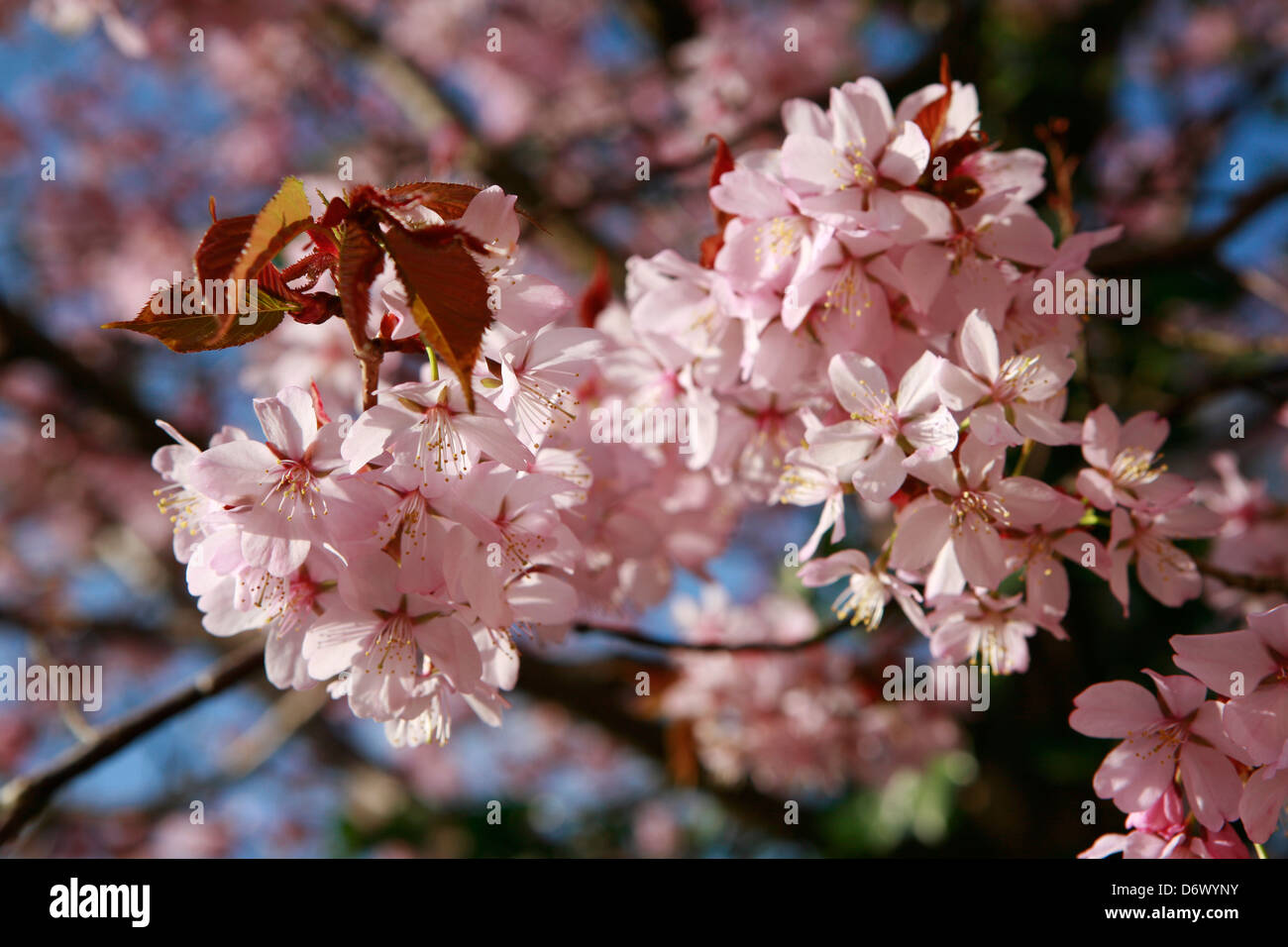 Prunus serrulata leaf hi-res stock photography and images - Alamy
