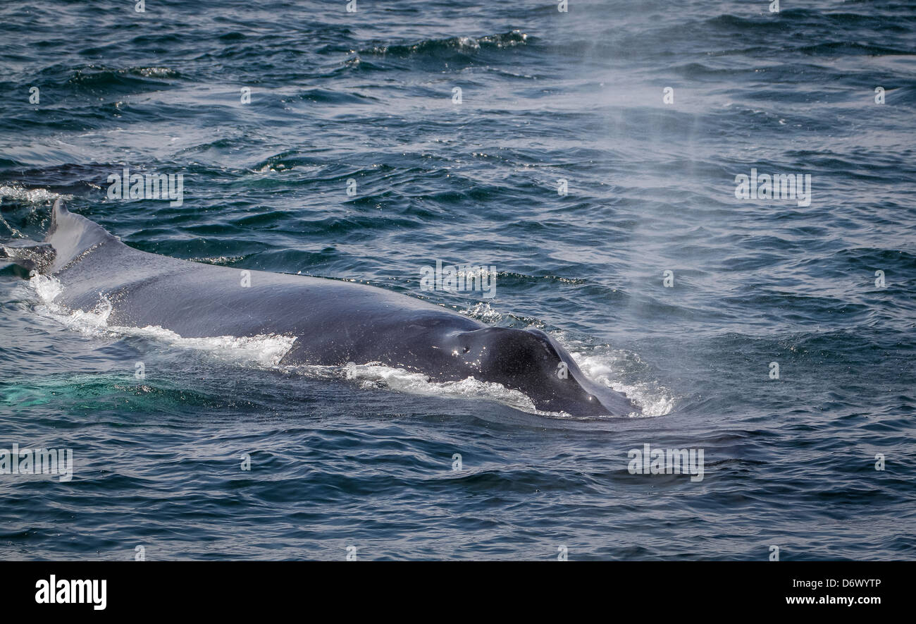 Whale watching hi-res stock photography and images - Alamy