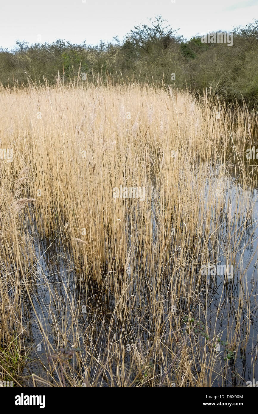 Reeds in a pond in Wat Tyler Country Park Stock Photo - Alamy