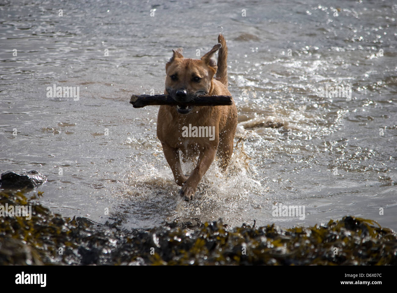 Dog playing with stick Stock Photo - Alamy