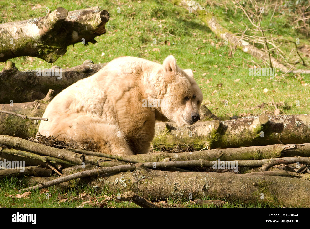 Cuddly bear hi-res stock photography and images - Alamy