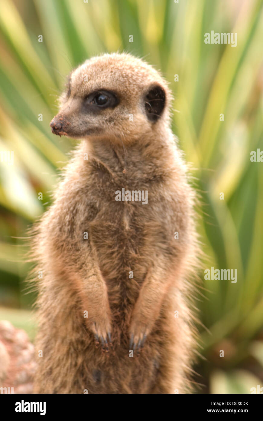 Watching for danger hi-res stock photography and images - Alamy