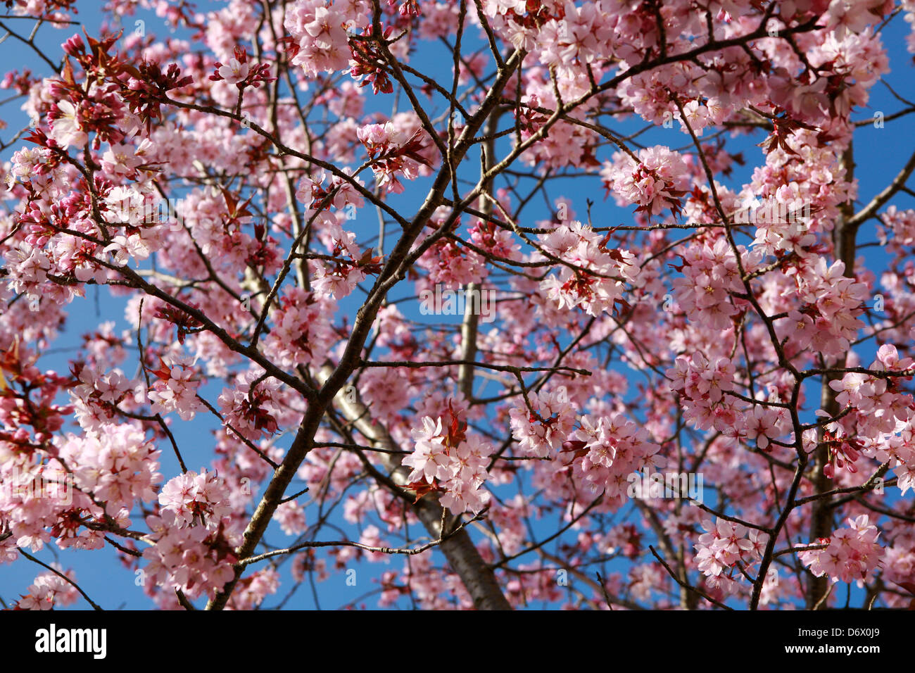 Cherry Blossom tree (Prunus serrulata) in morning spring sunshine Stock ...