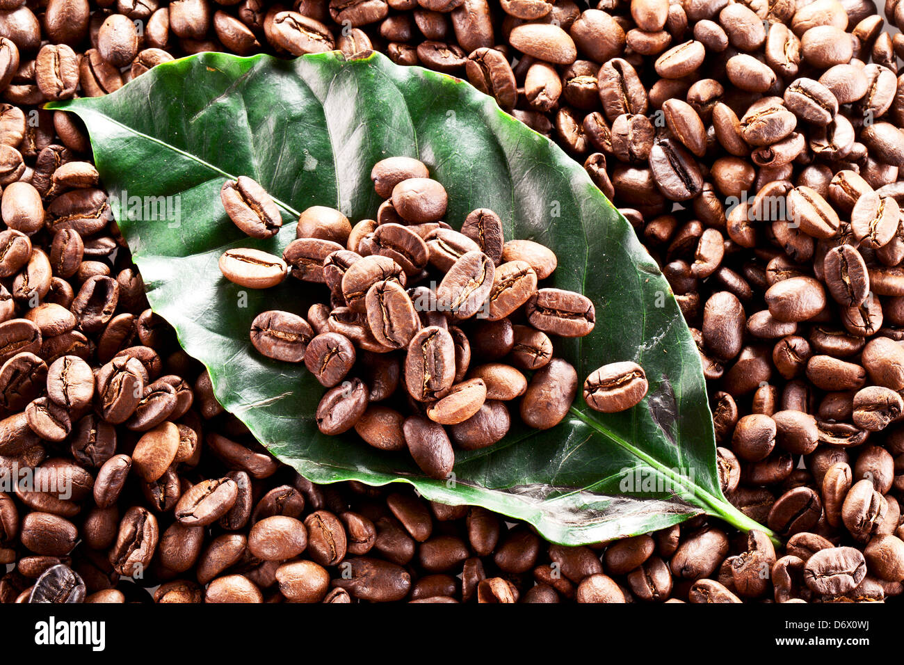 Coffee leaf hi-res stock photography and images - Alamy