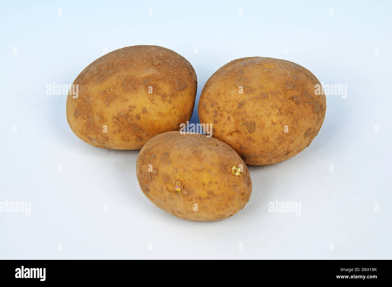 Raw white potatoes against a plain background Stock Photo - Alamy