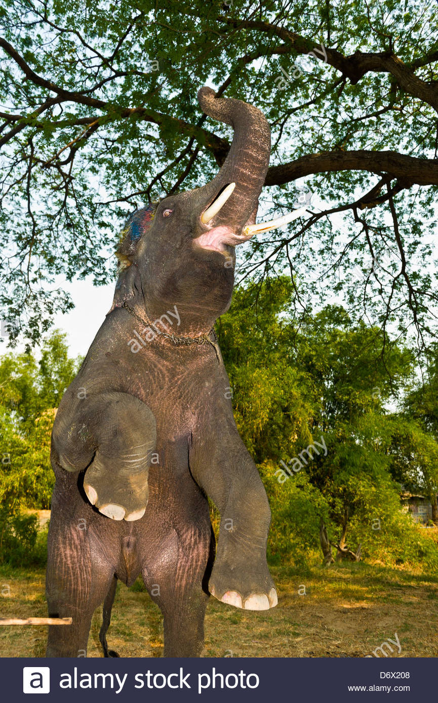 Elephant Standing Hind Legs High Resolution Stock Photography and ...