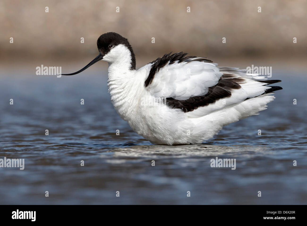 Avocet/ Pied Avocet shaking feathers after preening Stock Photo - Alamy