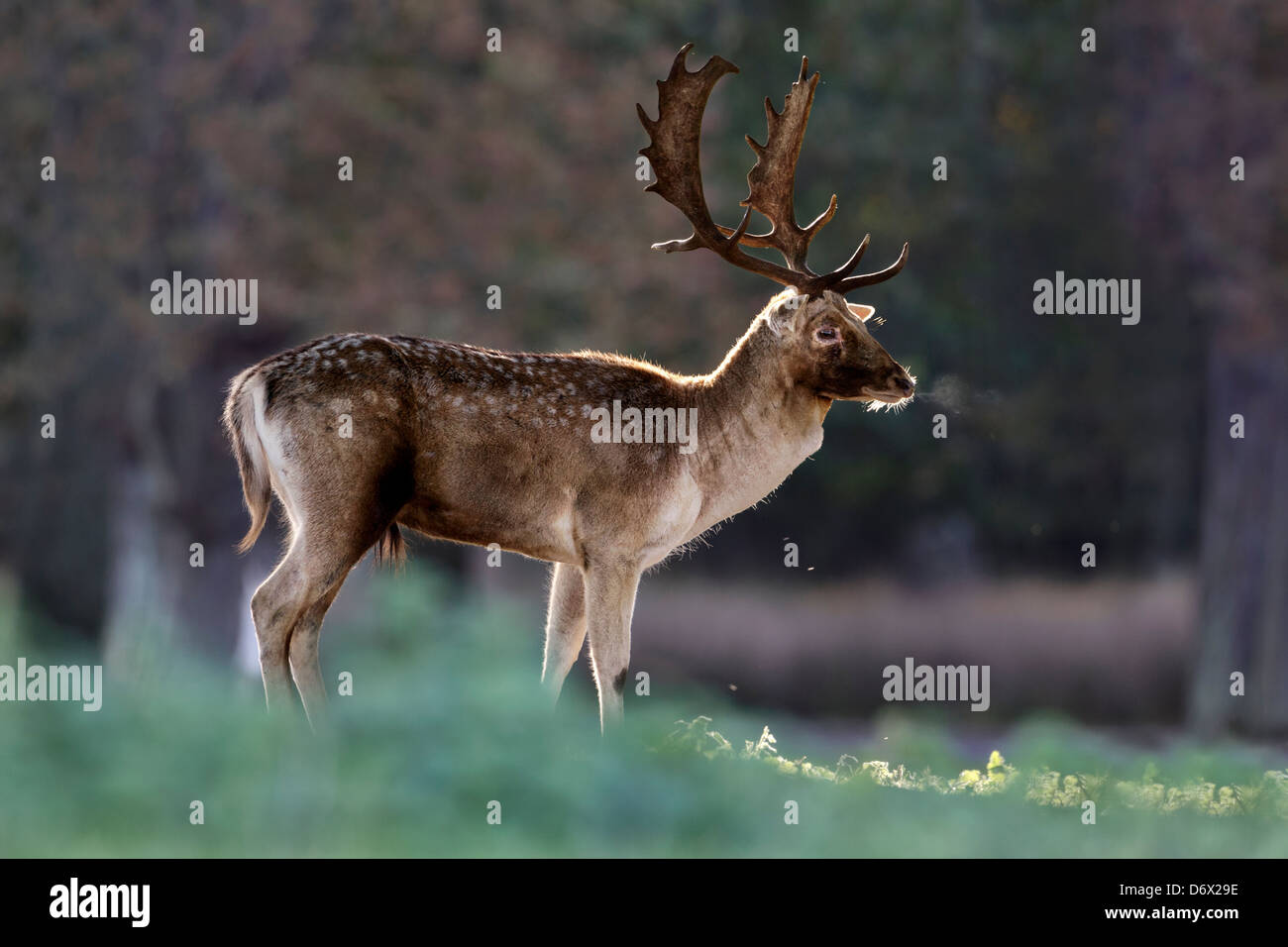 Fallow Deer Buck Stock Photo - Alamy