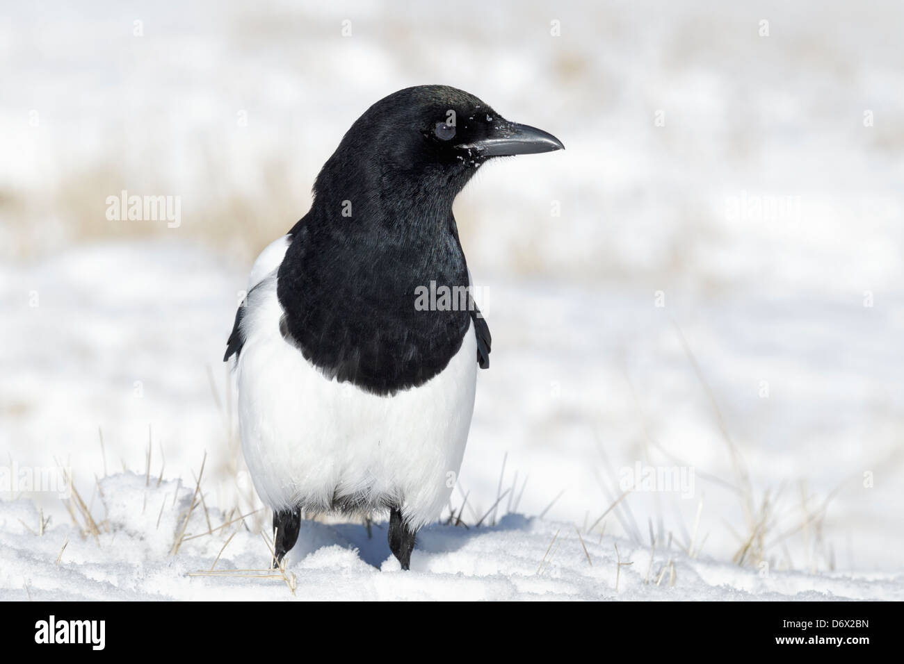 Magpie in the snow Stock Photo - Alamy