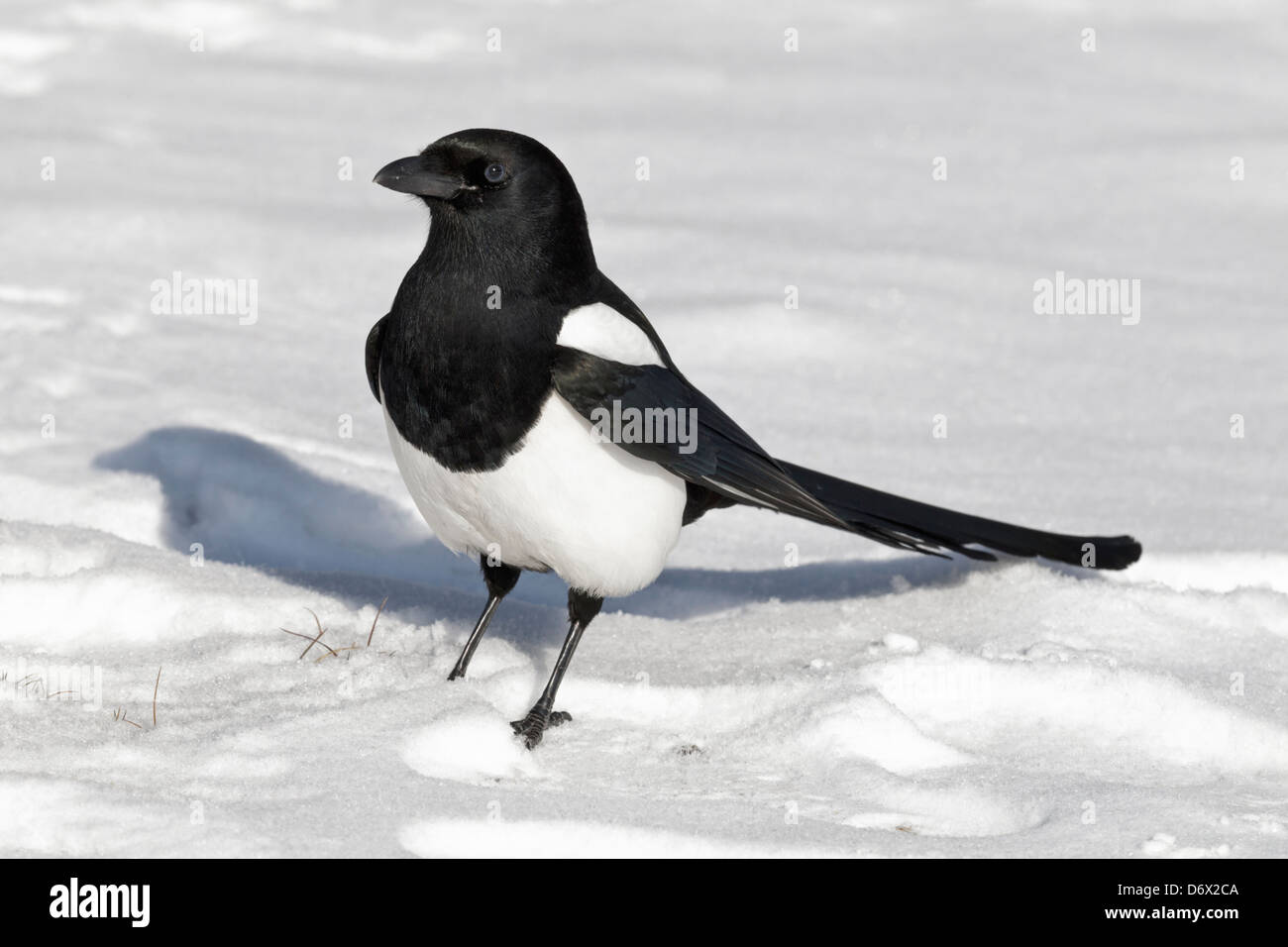 Magpie in the snow Stock Photo - Alamy