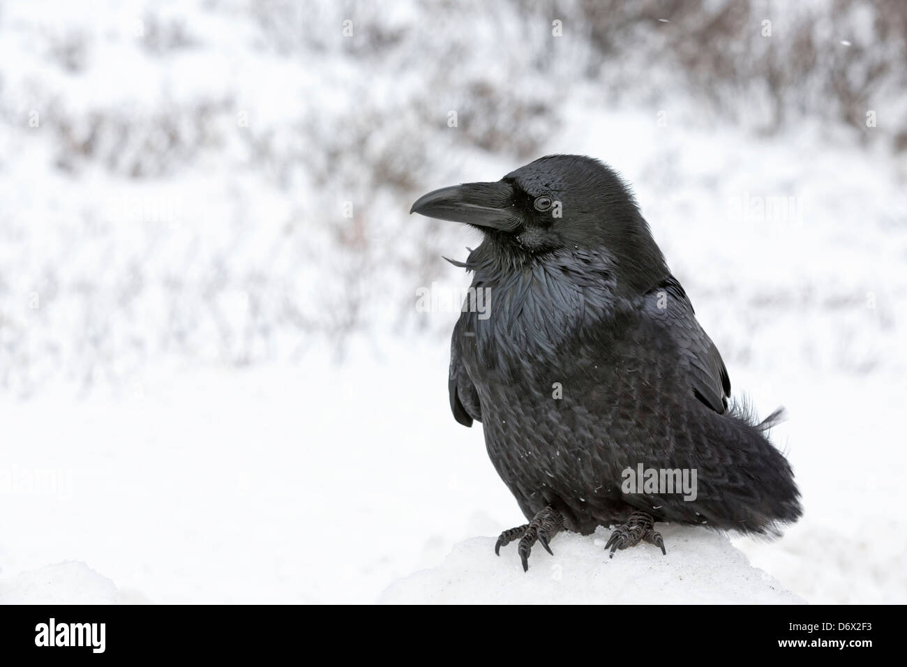 Raven alert hi-res stock photography and images - Alamy